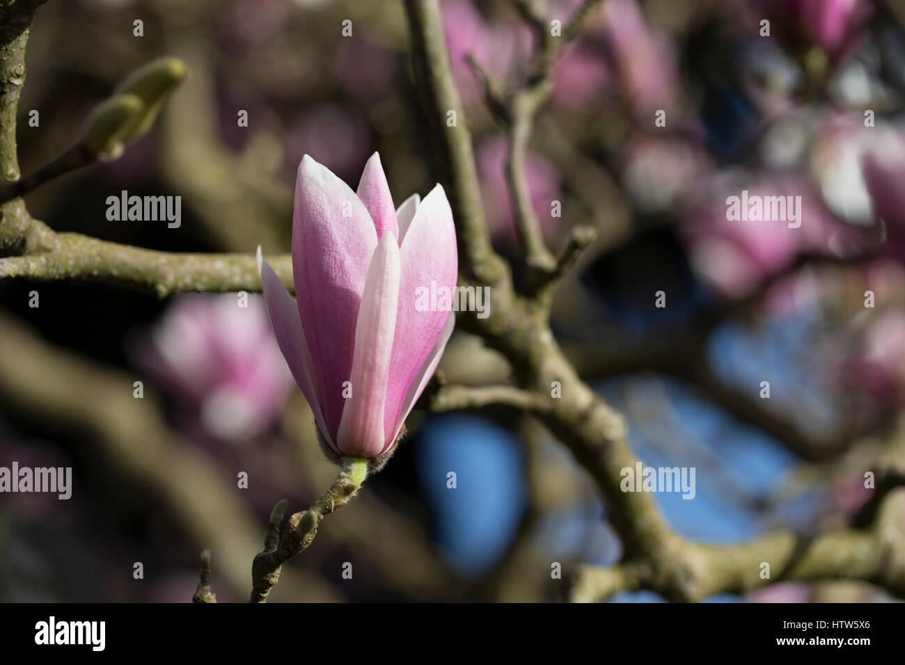 Big magnolia flower Banque de photographies et d’images à haute ...