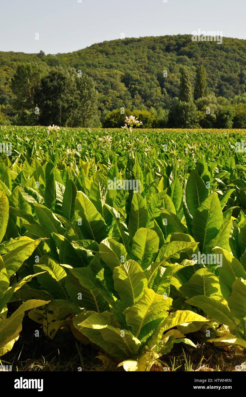 Champ de tabac en dordogne Banque de photographies et d’images à haute ...