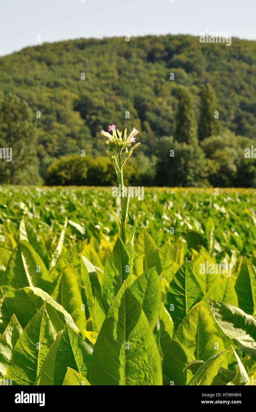 Champ de tabac en dordogne Banque de photographies et d’images à haute ...