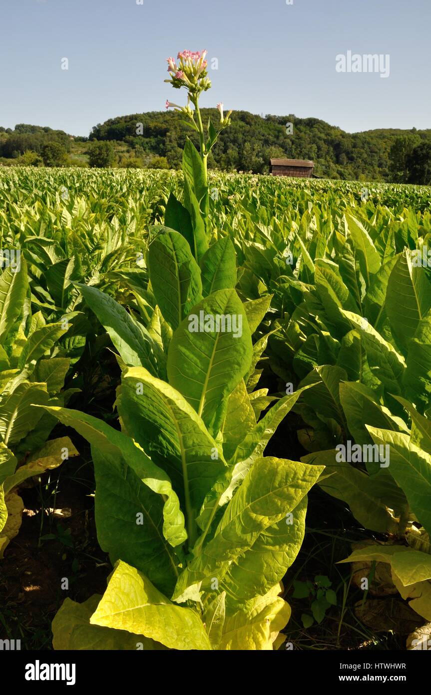 Champ de tabac en dordogne Banque de photographies et d’images à haute ...