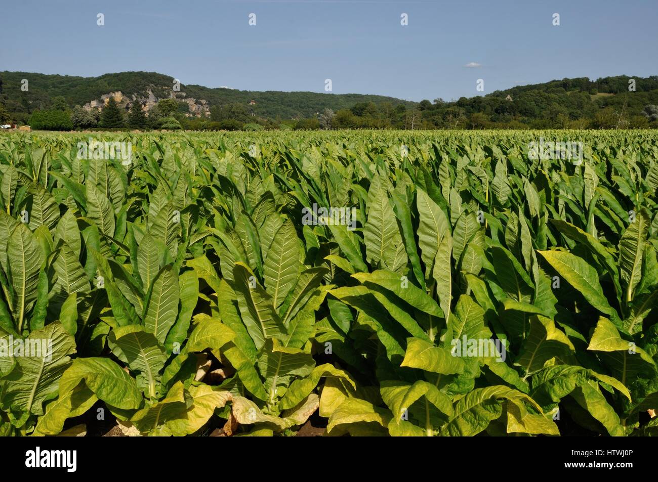 Champ de tabac en dordogne Banque de photographies et d’images à haute ...