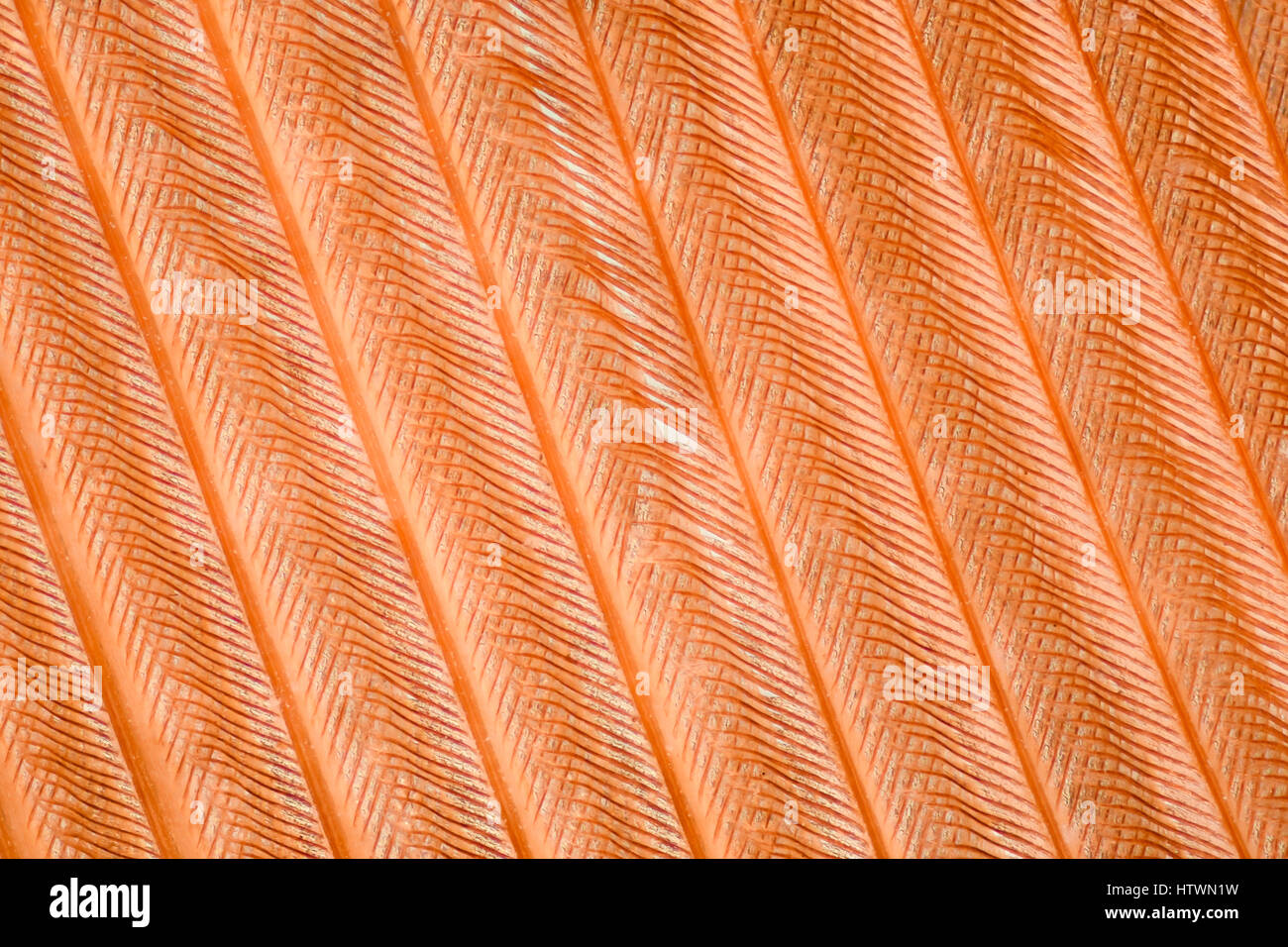 Feather detail Banque de photographies et d’images à haute résolution ...