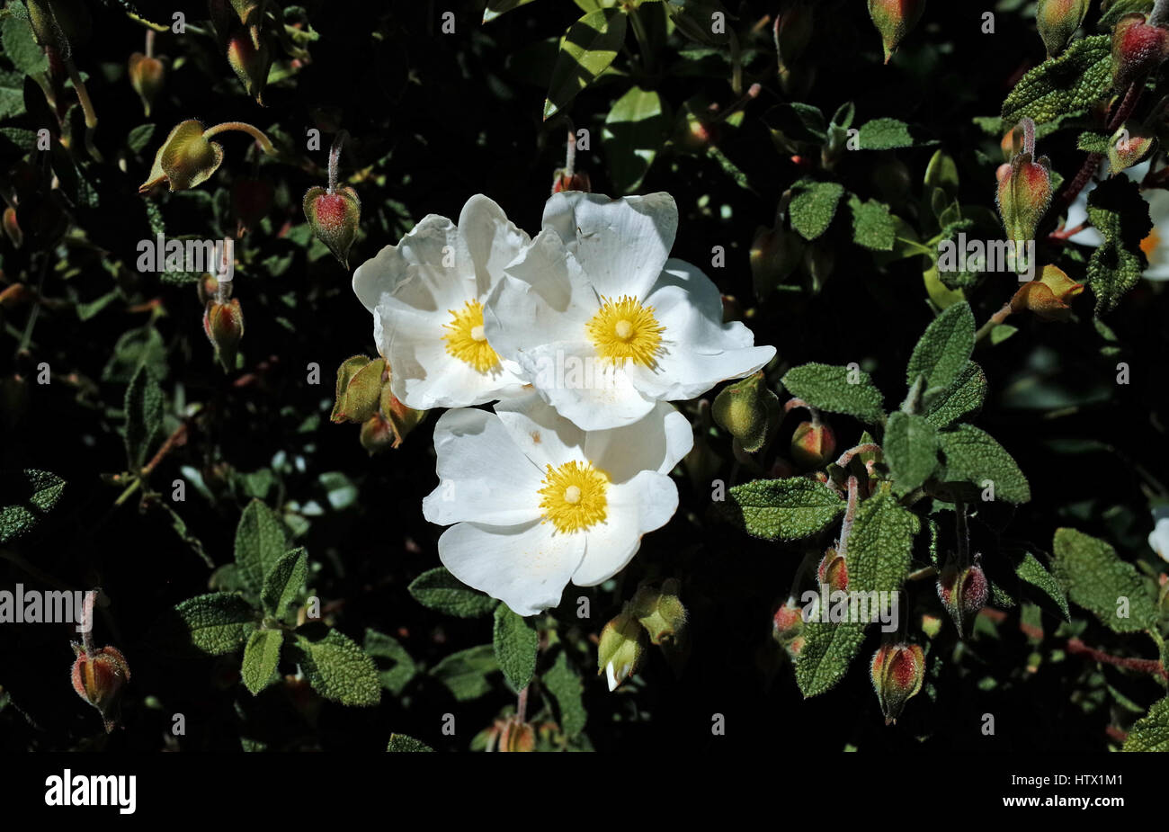 Cistus monspeliensis Banque de photographies et d’images à haute ...