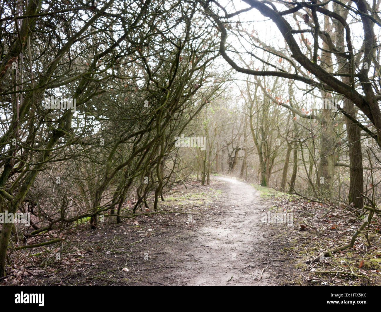Un arbre mystérieux-voie en dôme dans les bois des lacs de Wivenhoe ...