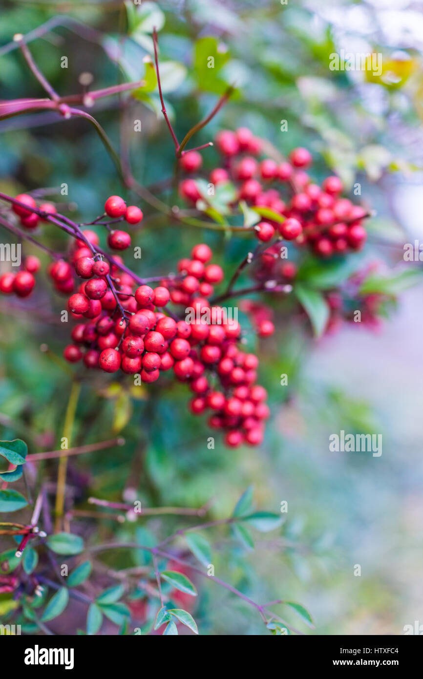Plante de bambou aux fruits rouges Banque de photographies et d’images ...