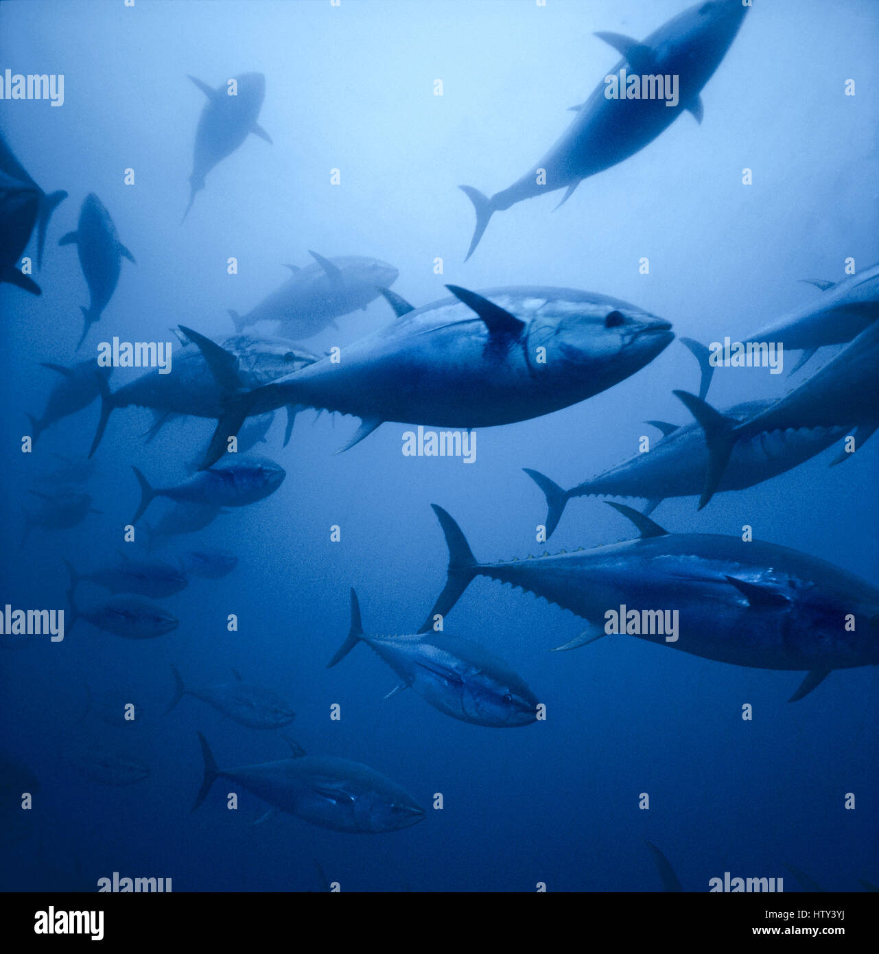 Giant bluefin tuna Banque de photographies et d’images à haute ...