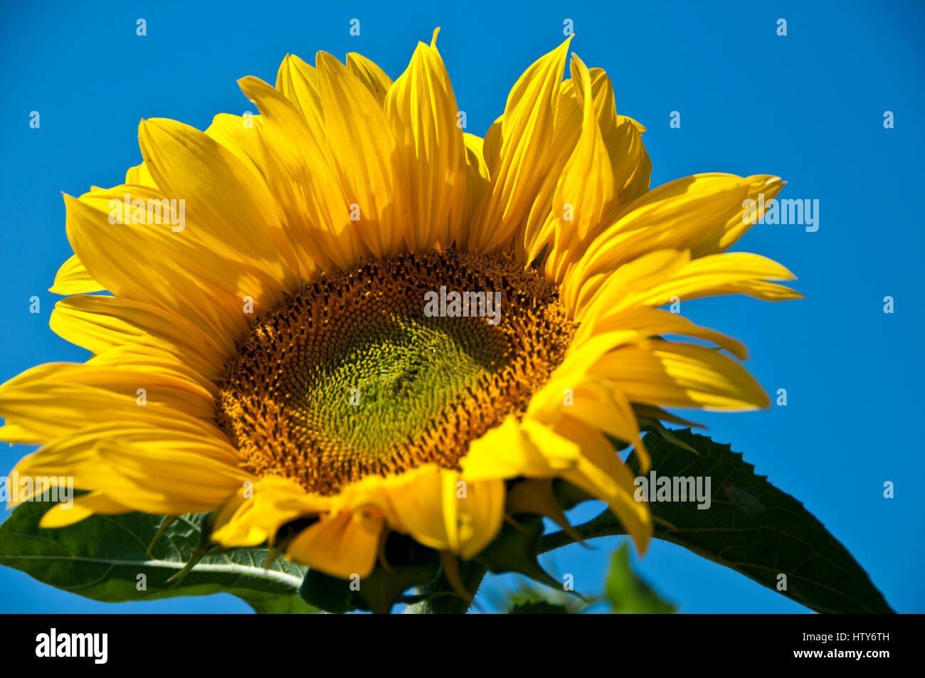 Tournesol commun Banque de photographies et d’images à haute résolution ...