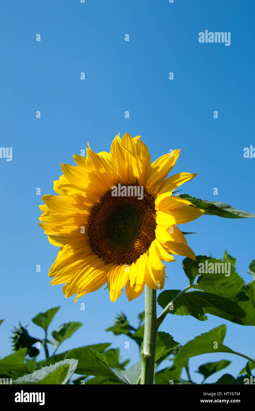 Tournesol commun Banque de photographies et d’images à haute résolution ...
