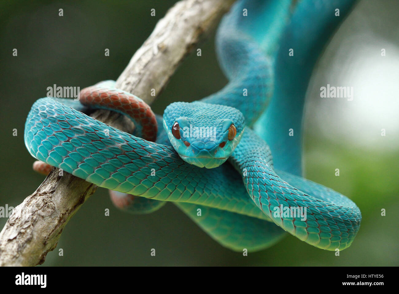 Serpent bleu Banque de photographies et d’images à haute résolution - Alamy