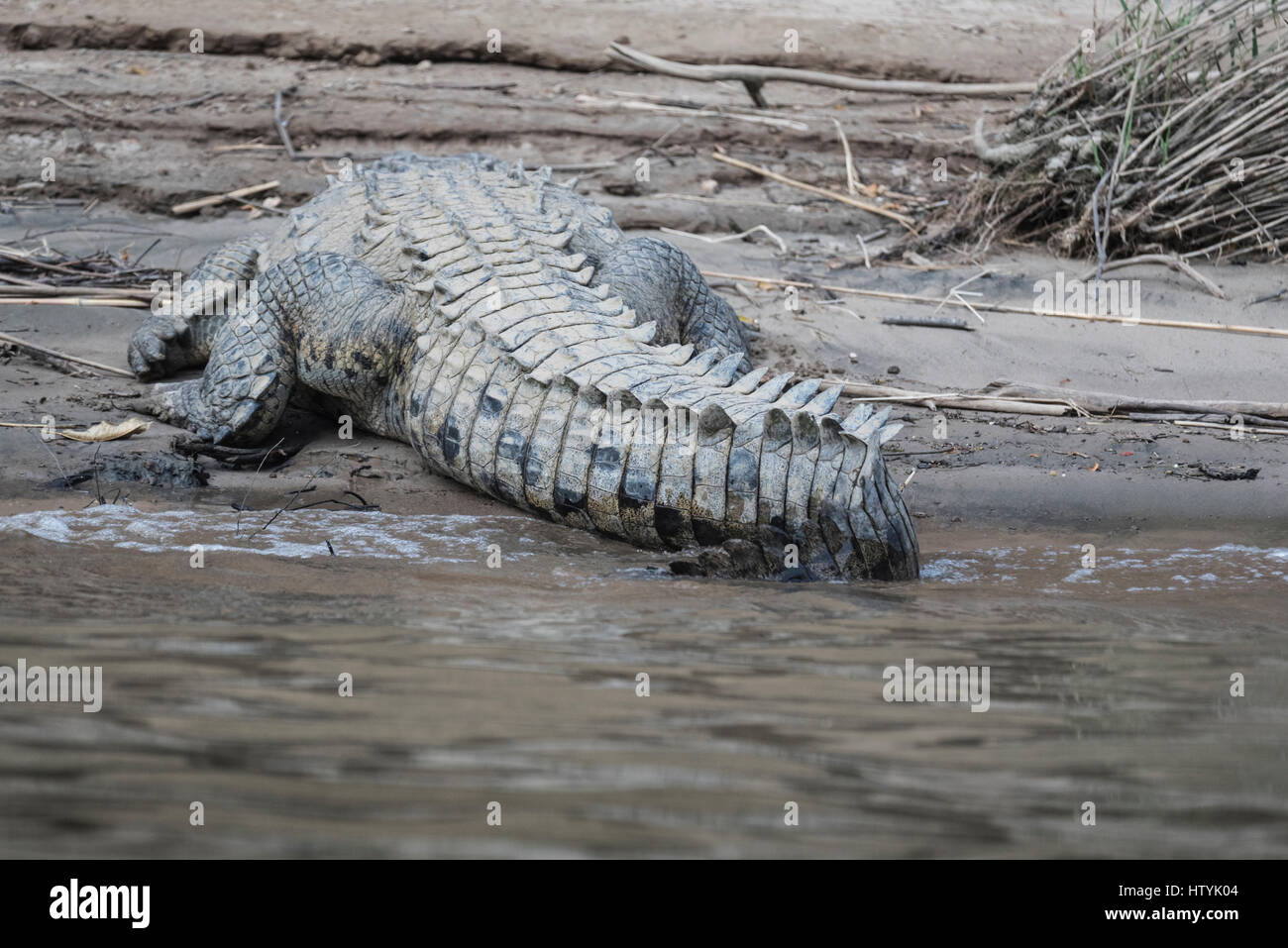 Crocodile sumidero canyon chiapas mexico Banque de photographies et d ...