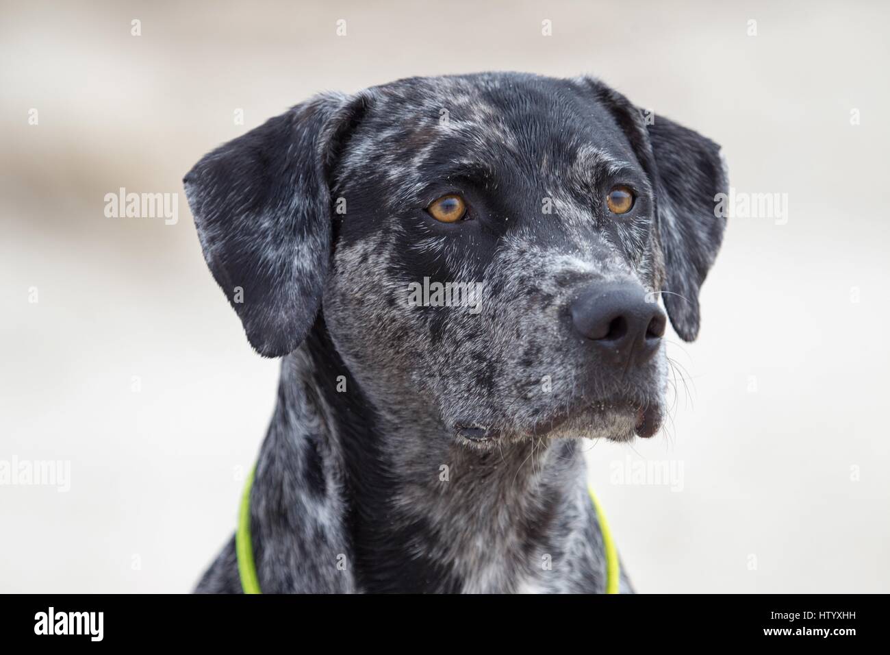 Louisiana Catahoula Leopard Dog Portrait Banque d'image et photos - Alamy