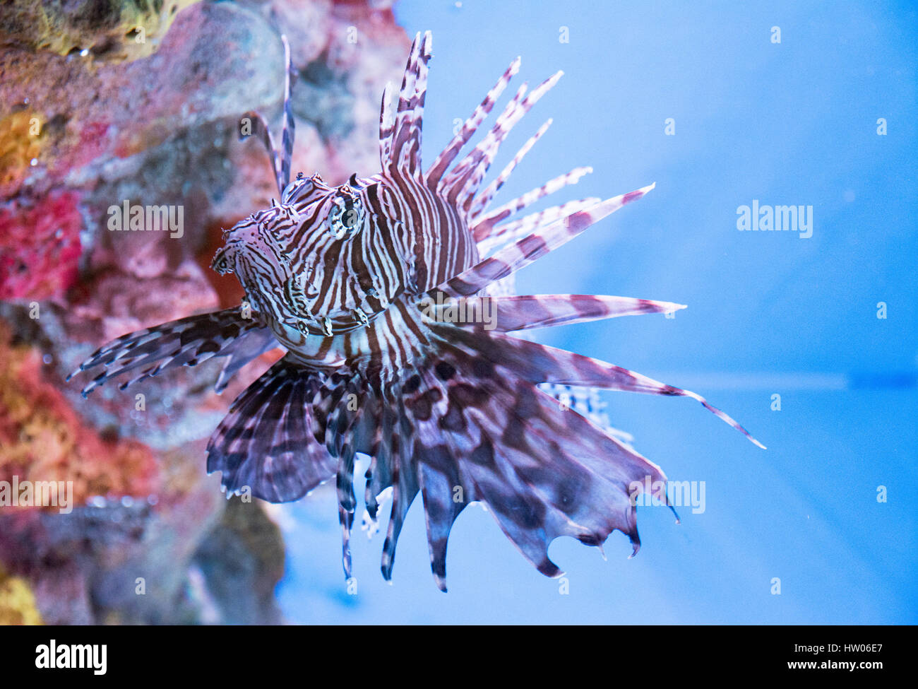 Aquarium pufferfish Banque de photographies et d’images à haute ...