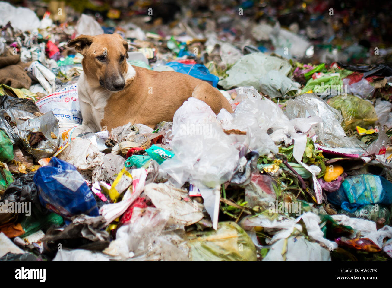 Animals eating garbage Banque de photographies et d’images à haute ...