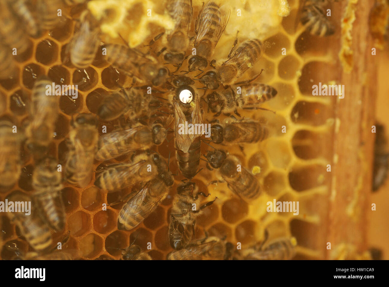 Bienen königin Banque de photographies et d’images à haute résolution ...