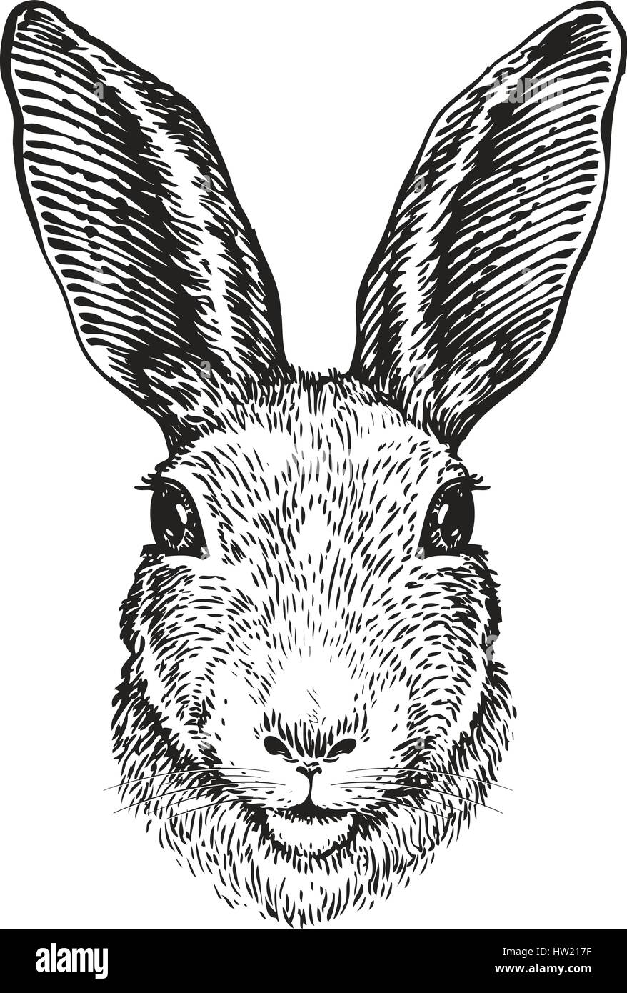 Portrait dessiné à la main du lapin. Lapin de Pâques, croquis. Vector ...