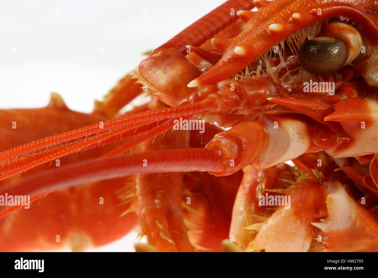Homard mort Banque de photographies et d’images à haute résolution - Alamy