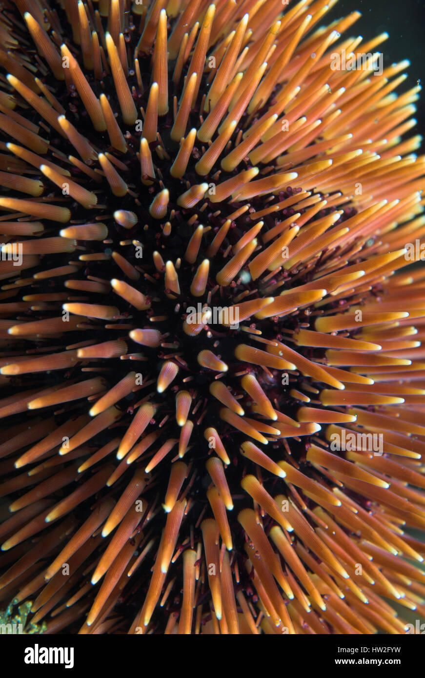 Oursin oursin Banque de photographies et d’images à haute résolution ...