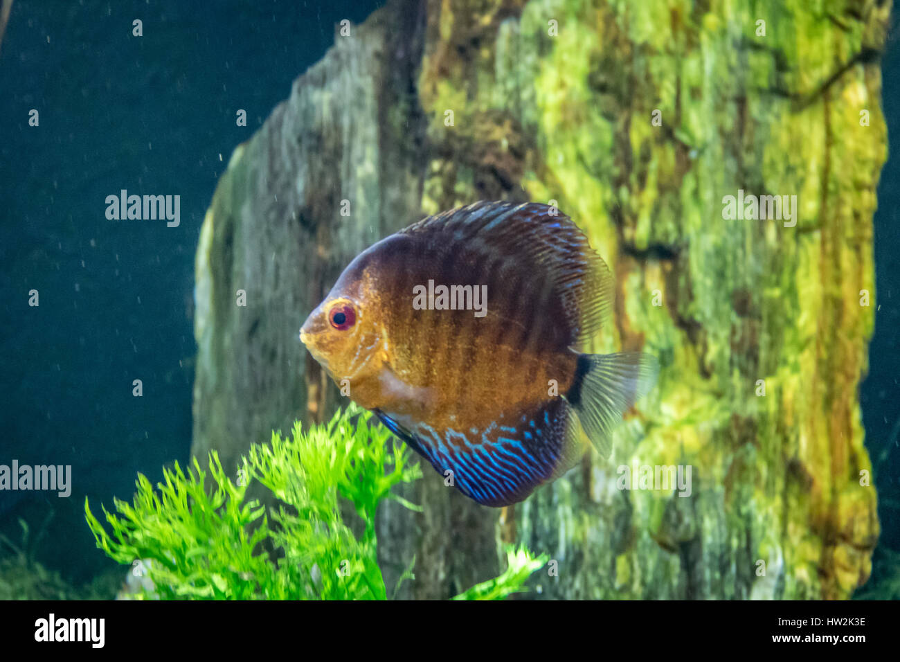 Poisson orange et rouge Banque de photographies et d’images à haute ...