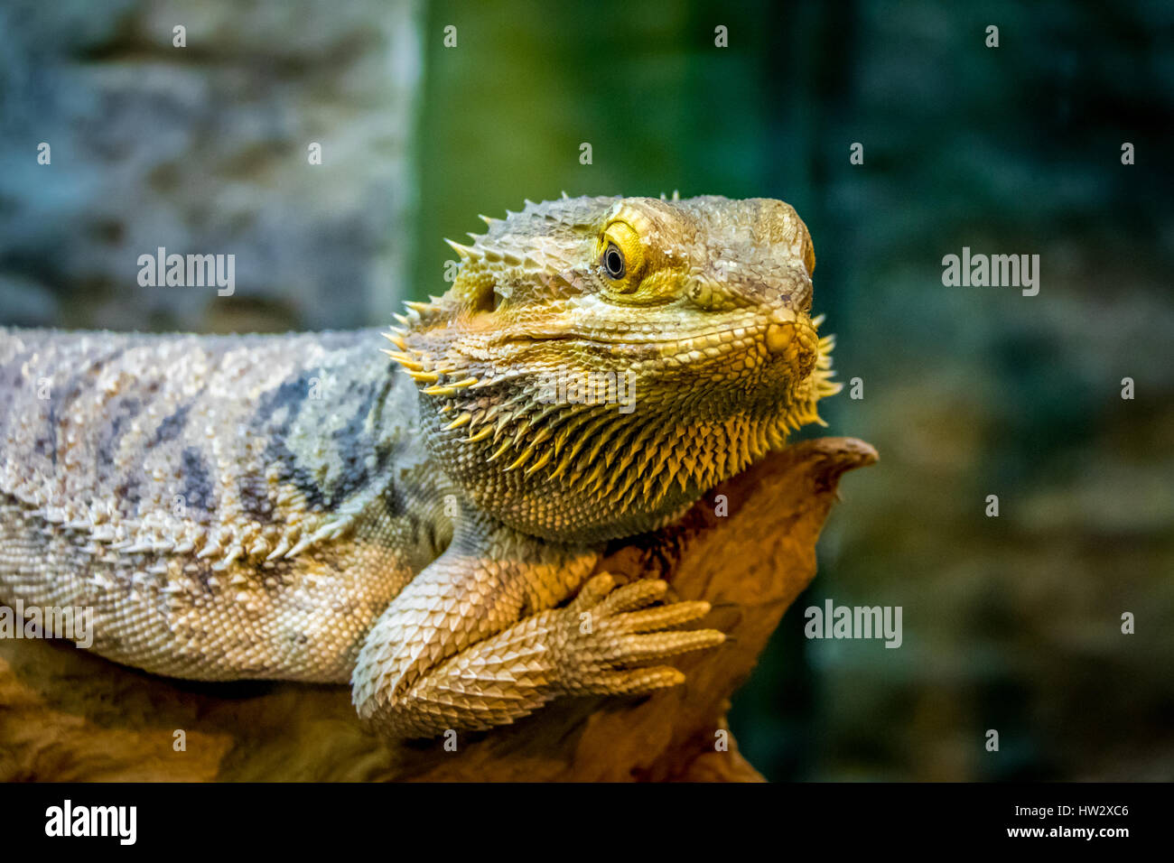 Dragon barbu Lézard jaune (Pogona vitti ceps Photo Stock - Alamy