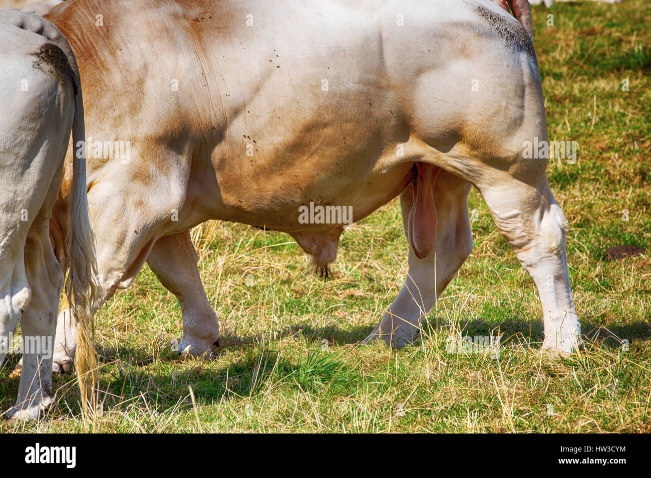 Testicules de taureau Banque de photographies et d’images à haute ...