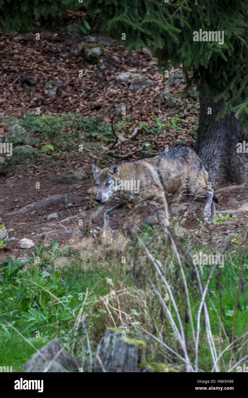 Loup en forêt Photo Stock - Alamy