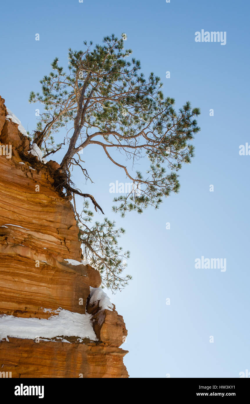 Seul le pin rouge (Pinus resinosa) sur falaise de grès dans le ...