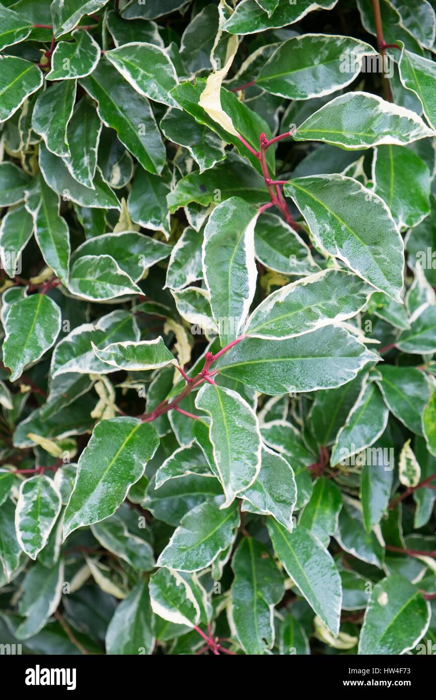 Prunus lusitanica variegata Banque de photographies et d’images à haute ...