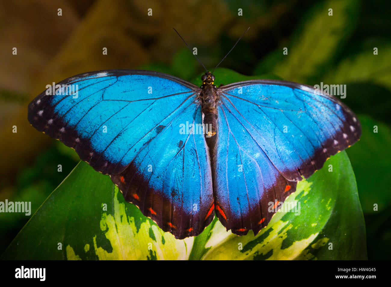 Papillon Morpho Bleu Banque d'image et photos - Alamy