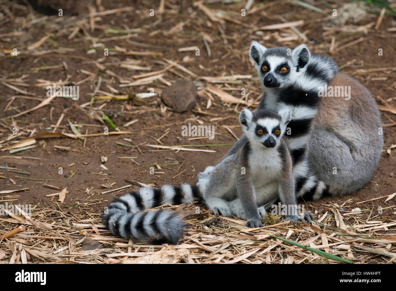 Madagascar, Nosy Be (Big Island) au large de la côte nord-ouest de la ...