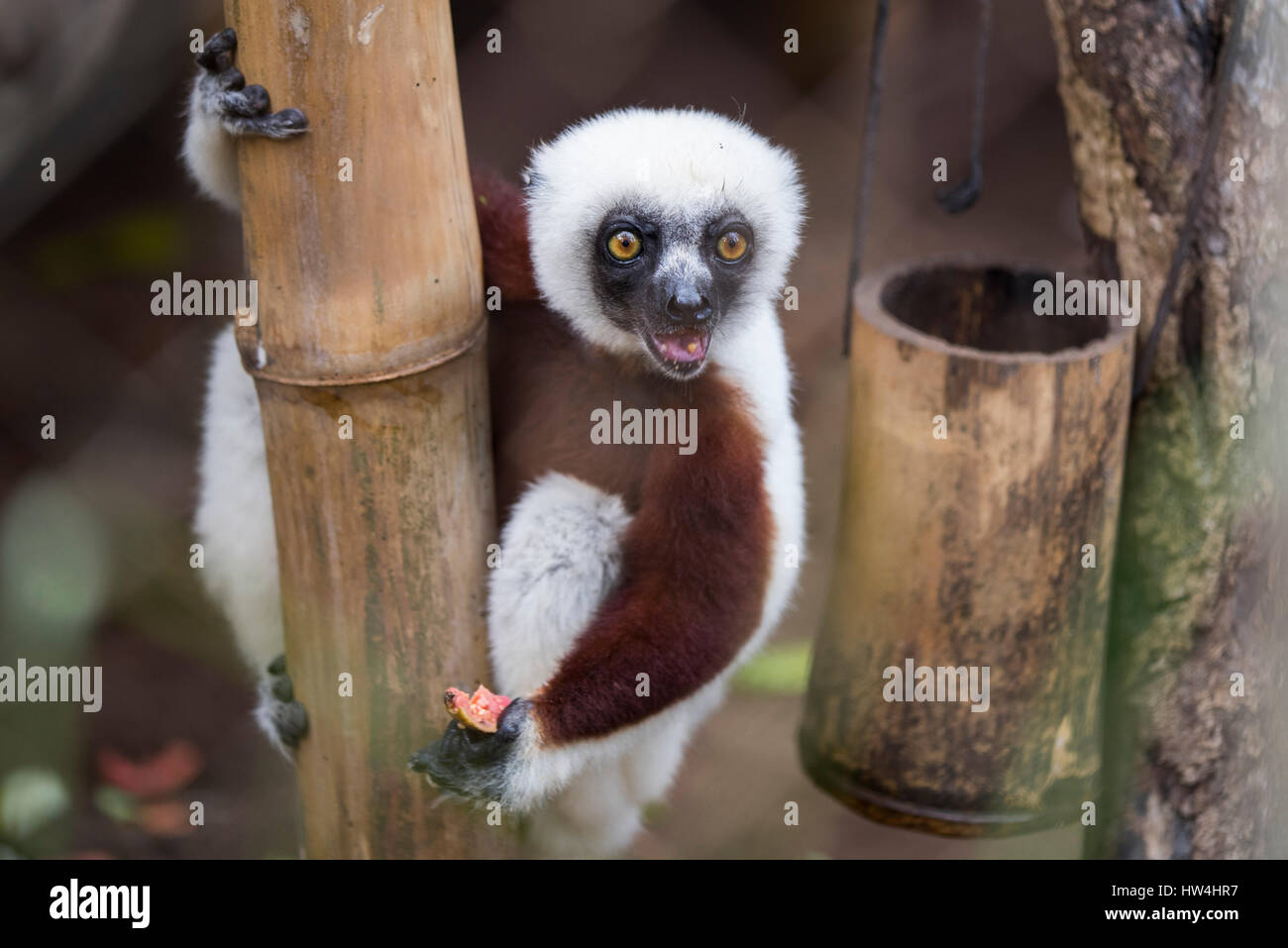 Lemuria land Banque de photographies et d’images à haute résolution - Alamy