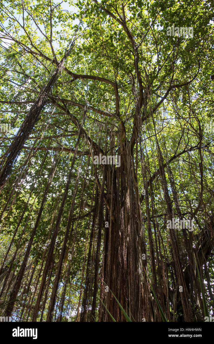 L'Ile Maurice, capitale de Port Louis. Les Jardins de la Compagnie ...