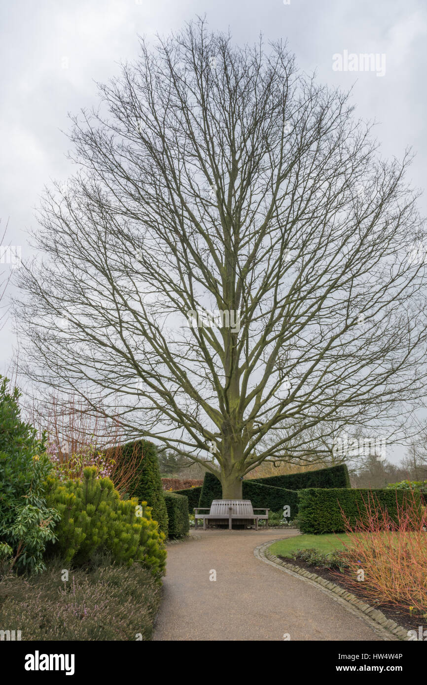 Quercus castaneifolia green spire Banque de photographies et d’images à ...