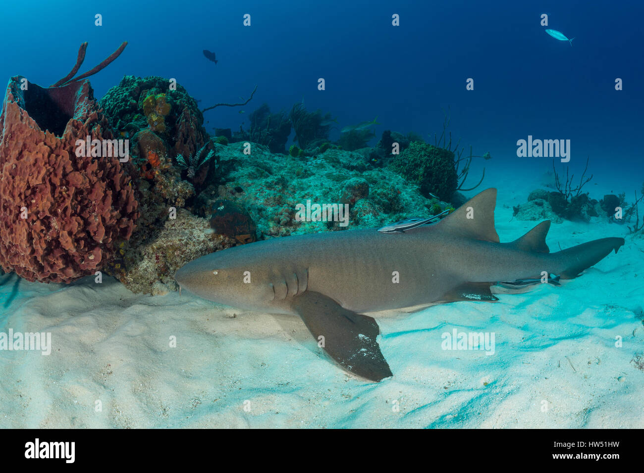 Requin nourrice bahamas Banque de photographies et d’images à haute ...