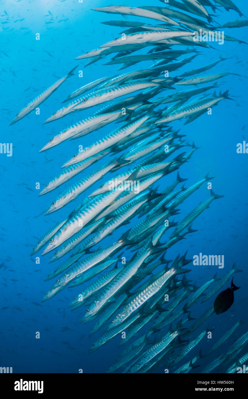 Chevac barracuda Banque de photographies et d’images à haute résolution ...