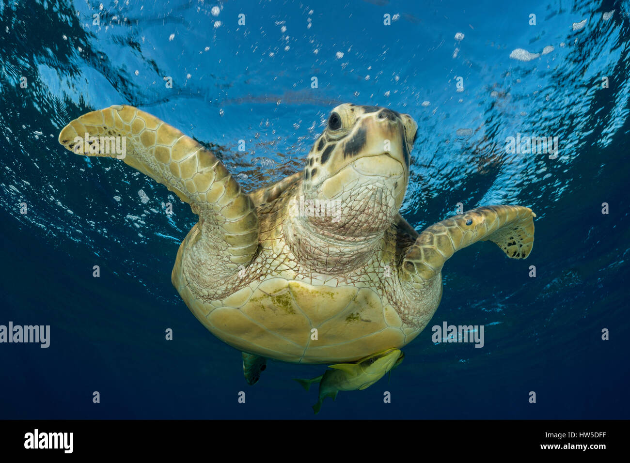 Tortue verte, Chelonia mydas, Marsa Alam, Red Sea, Egypt Photo Stock ...