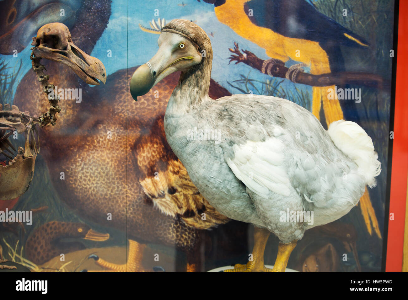 Dodo bird museum Banque de photographies et d’images à haute résolution ...