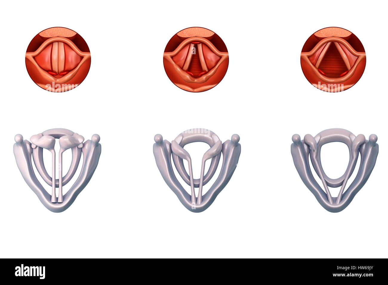 Cordes vocales et larynx Banque d'images détourées - Alamy