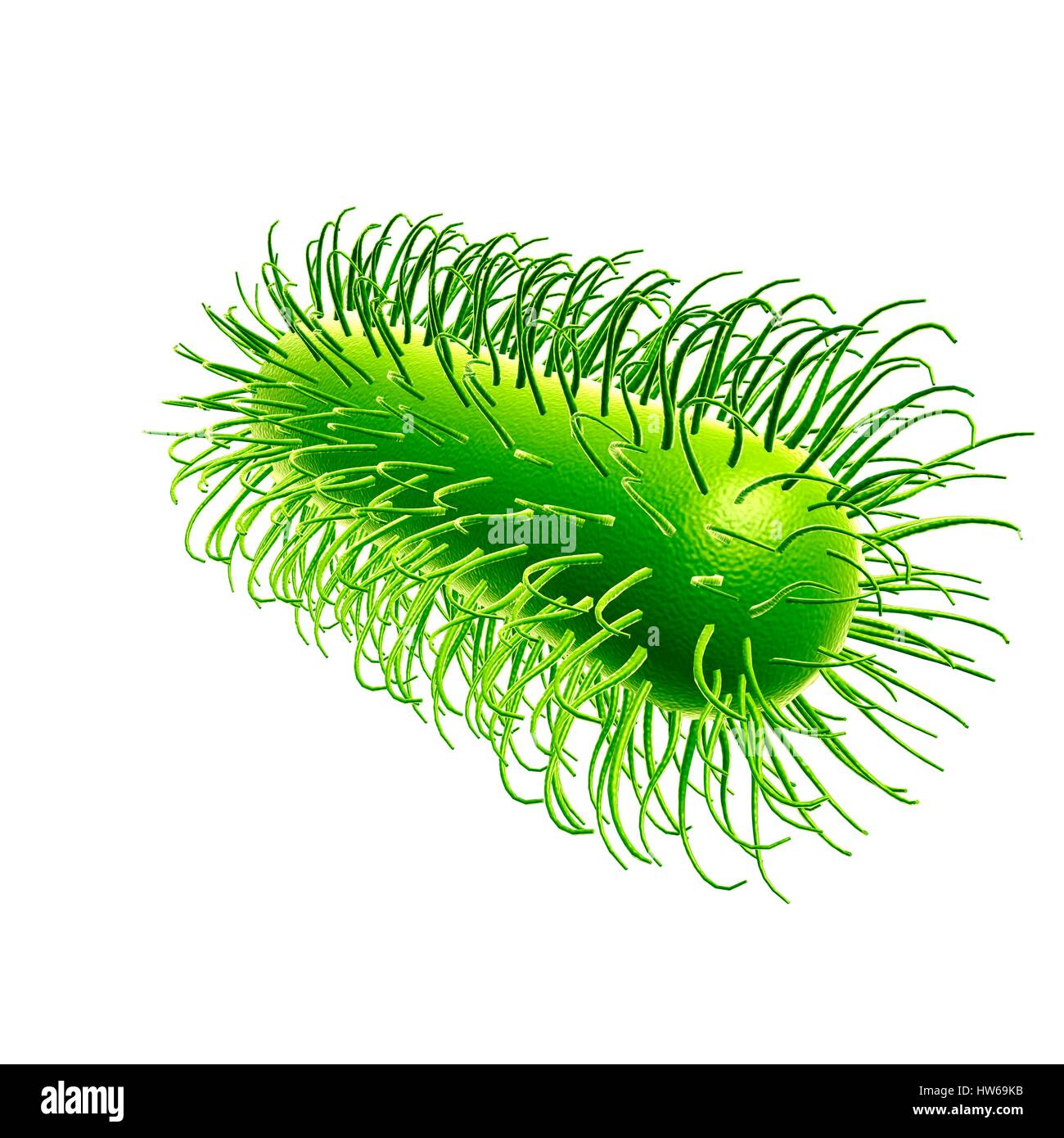 Escherichia bactérie coli Banque de photographies et d’images à haute ...