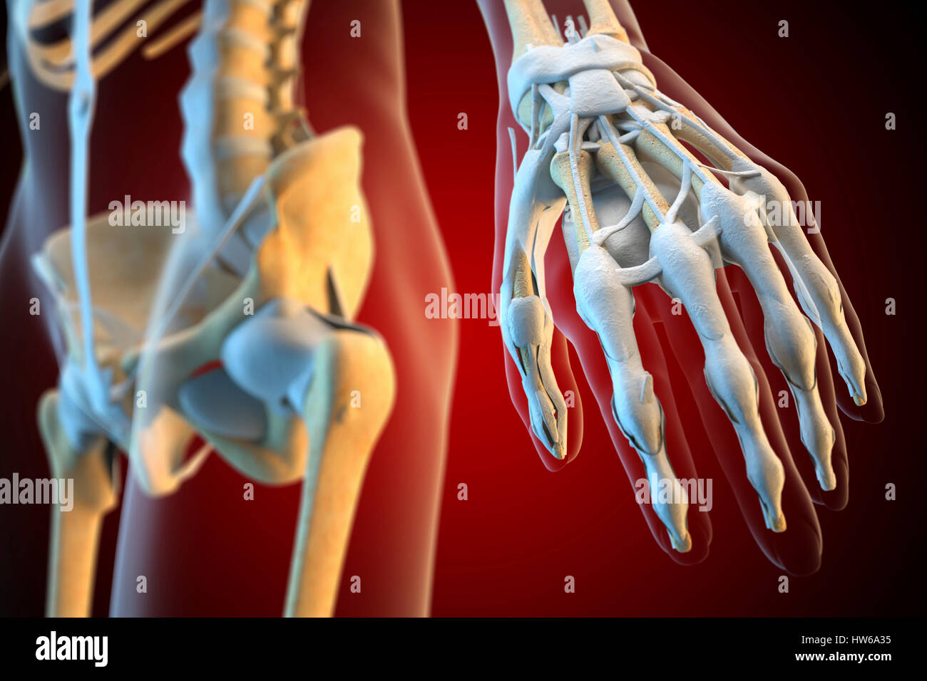 Ligaments des doigts Banque de photographies et d’images à haute ...