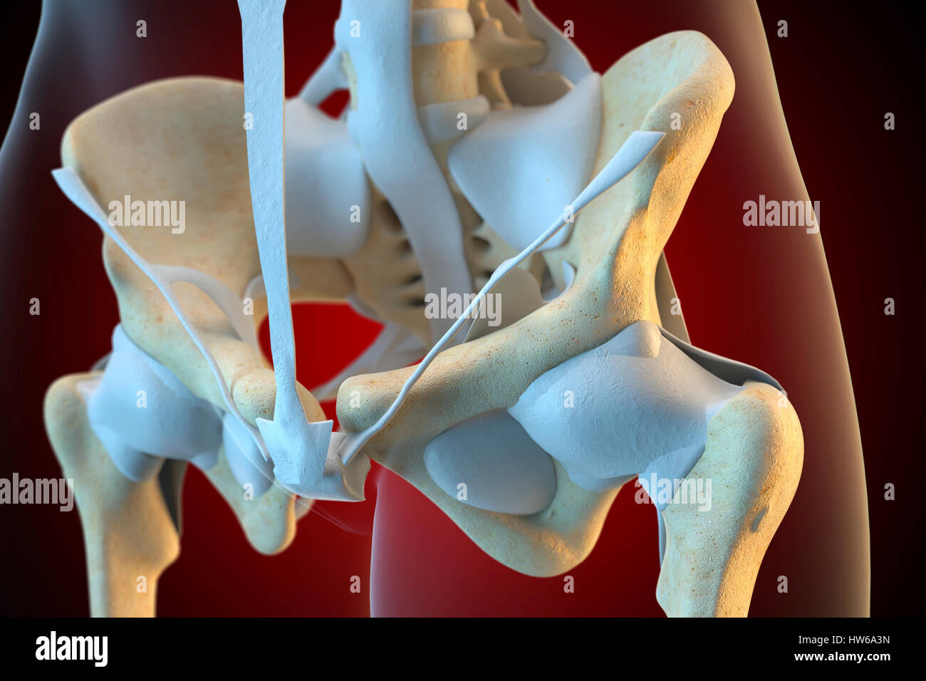 Ligaments du bassin humain Banque de photographies et d’images à haute ...