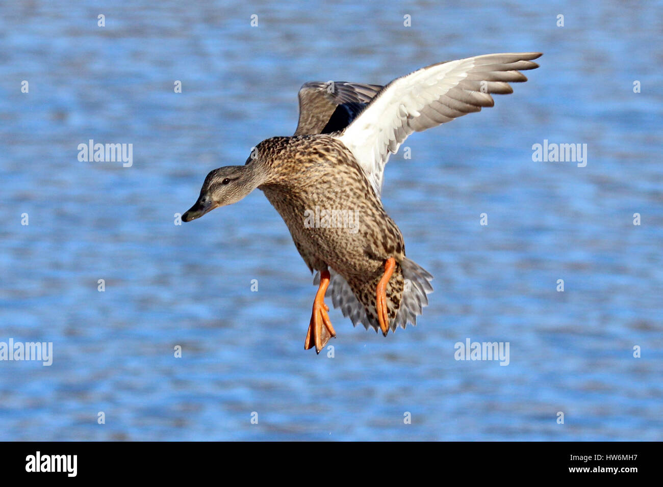 Une femelle Canard colvert en vol d'atterrir sur un lac Photo Stock - Alamy