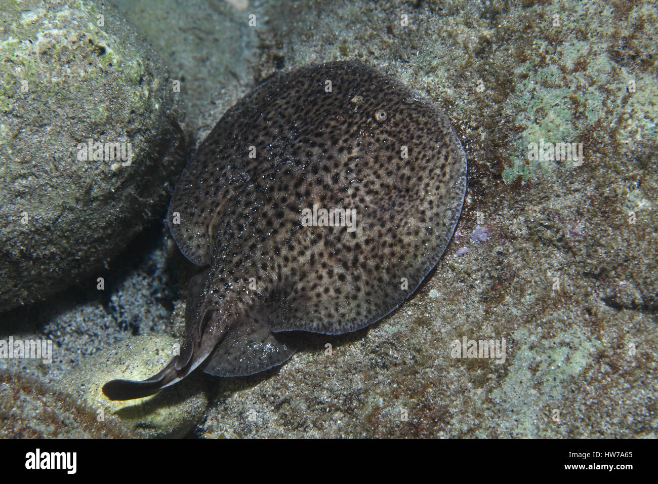 Poisson Torpille Banque d'image et photos - Alamy