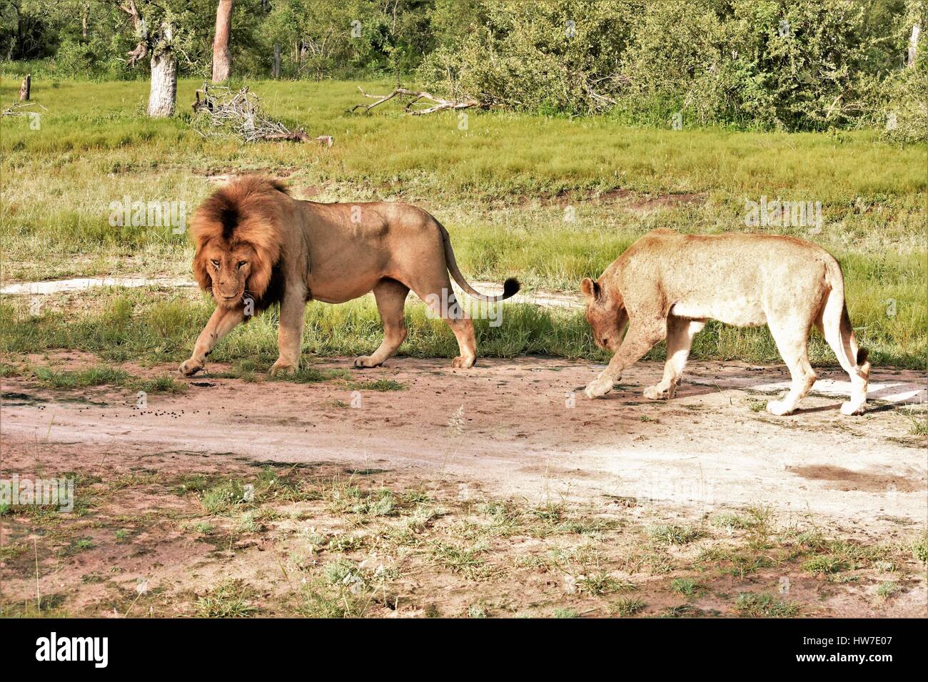 Accouplement de lion et lionne Banque de photographies et d’images à ...