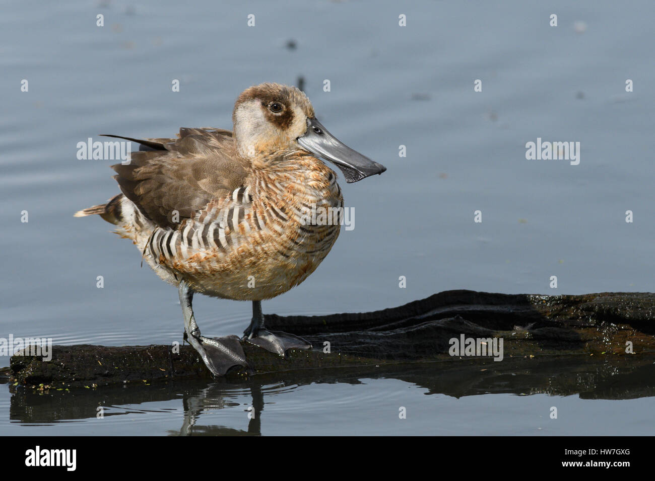 Canard au bec rose Banque de photographies et d’images à haute ...