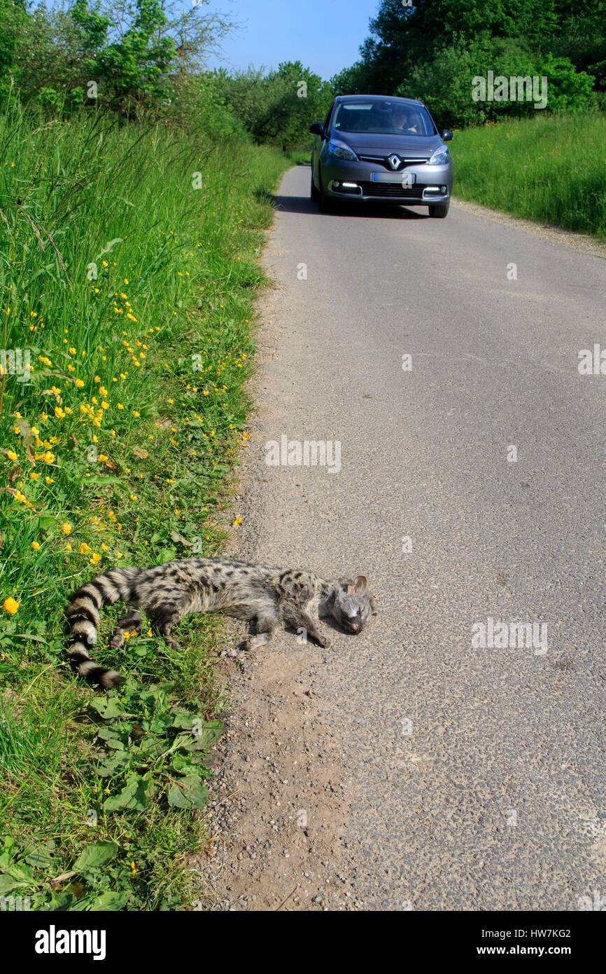 Genette commune Banque de photographies et d’images à haute résolution ...
