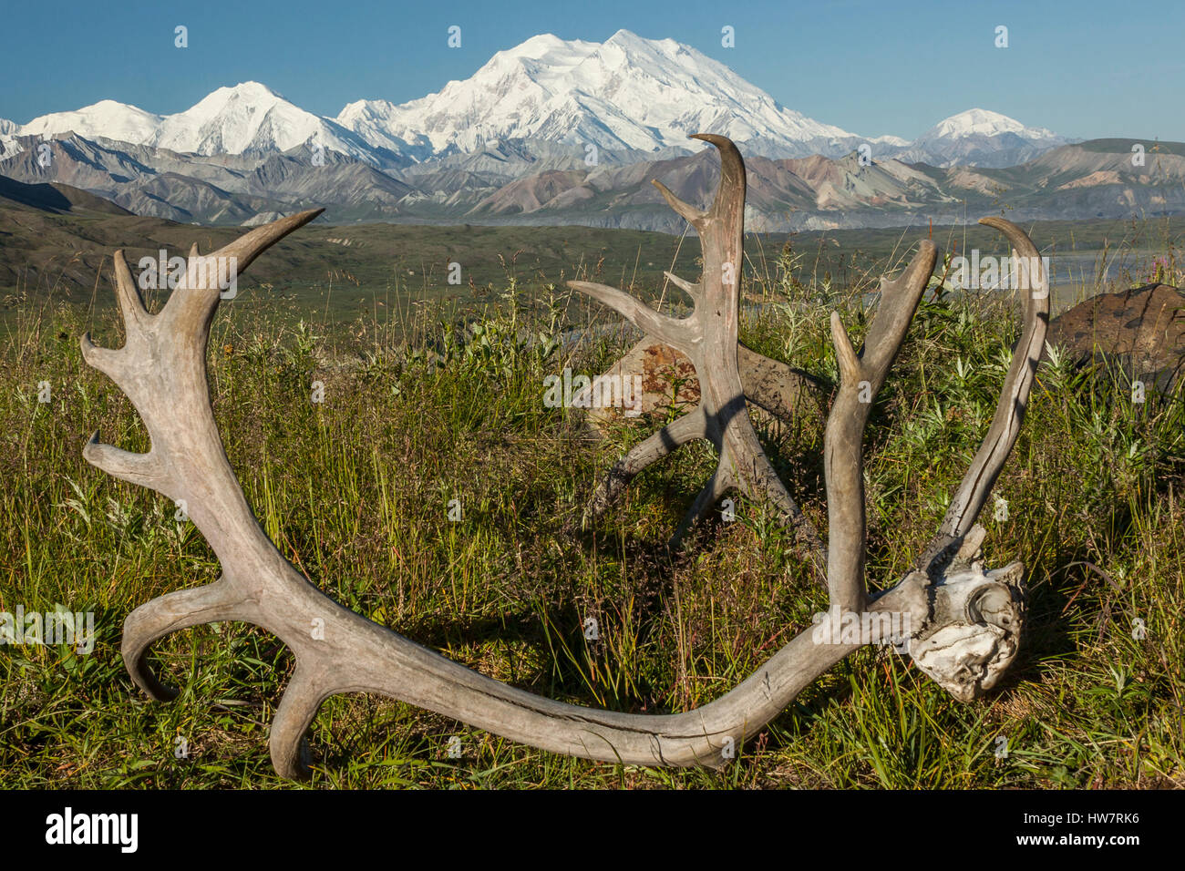 Denali et bois de caribou, le parc national Denali, en Alaska Photo ...