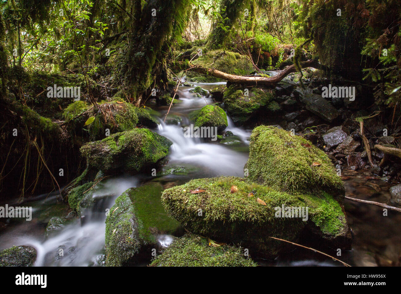 Pumalin national park Banque de photographies et d’images à haute ...