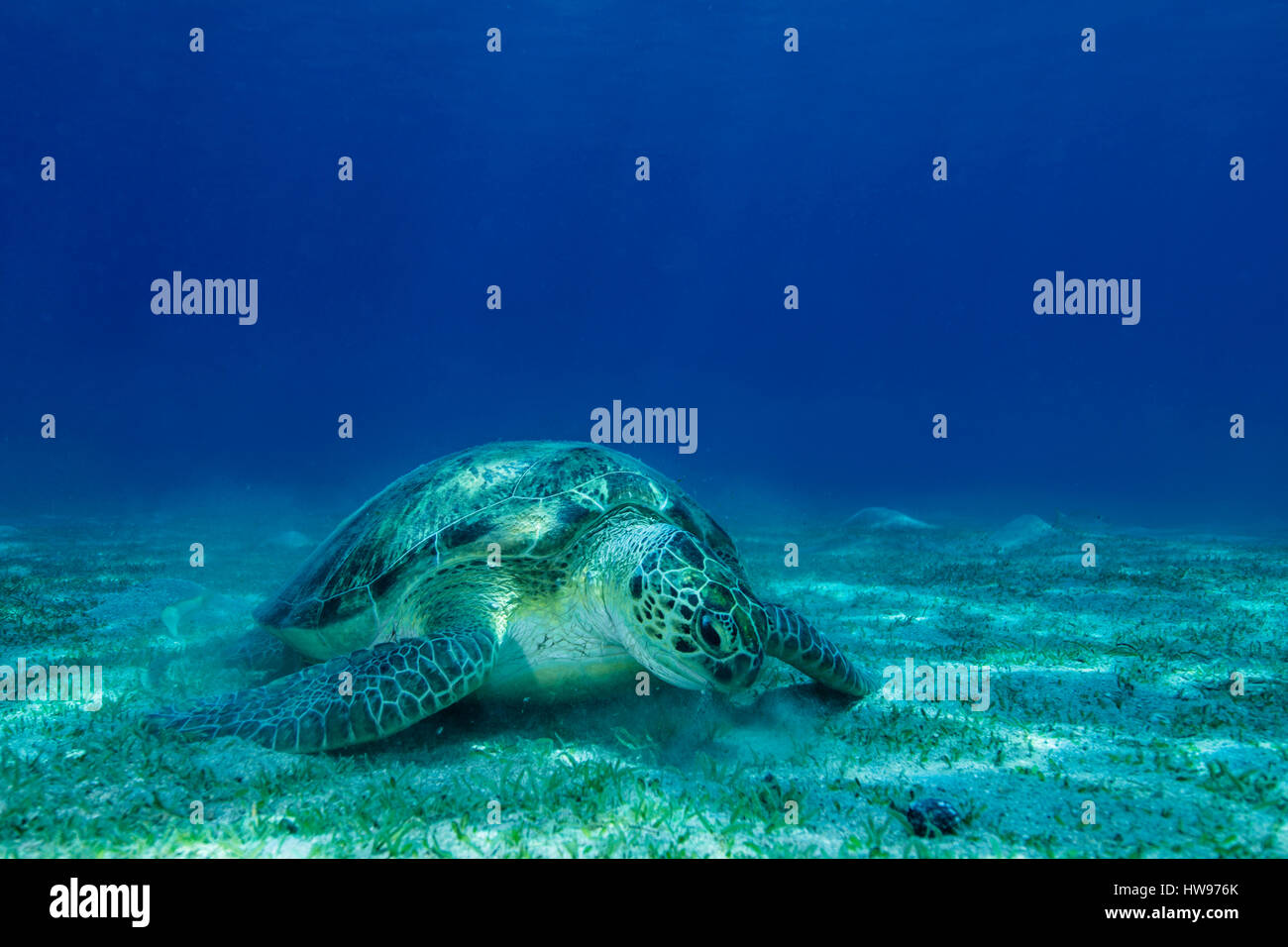 La tortue verte (Chelonia mydas) sur un sol de sable, Mer Rouge, Ägyten ...