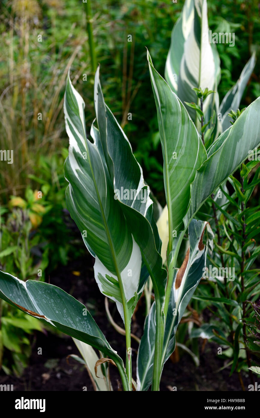 Lily Canna Stuttgart, varié, feuillage, feuilles, vert, blanc, exotique ...