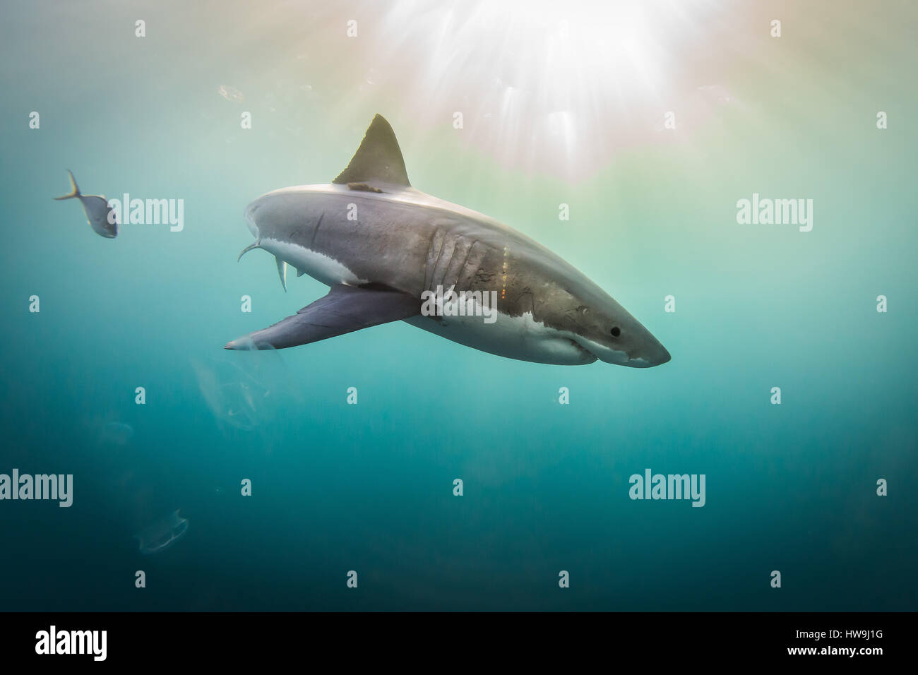 Requin blanc Banque de photographies et d’images à haute résolution - Alamy